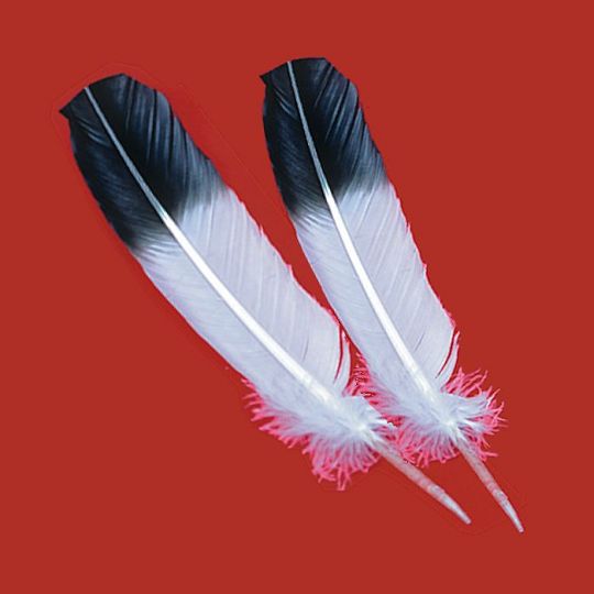 Eagle Wings Without Feathers