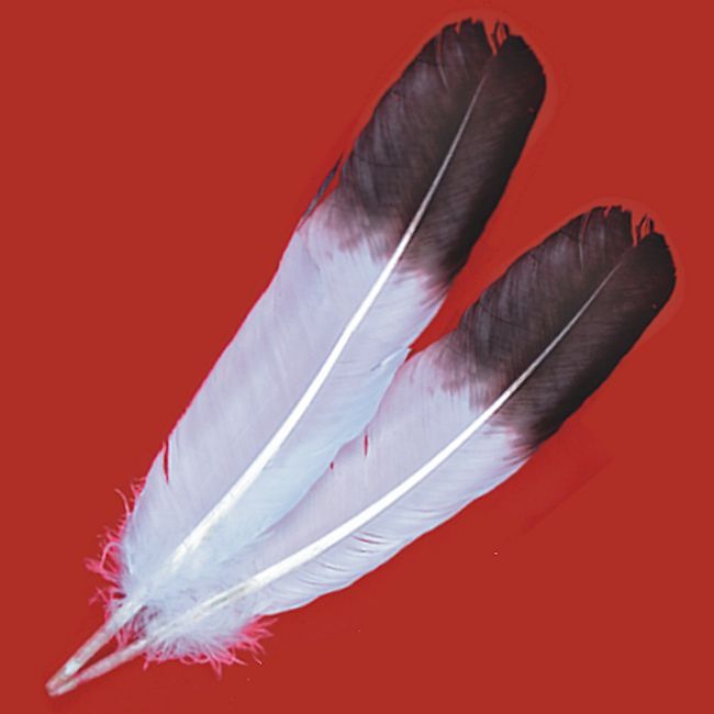 Eagle Feathers | Brown Tip Imitation Eagle Wing Feathers- Select Turkey ...