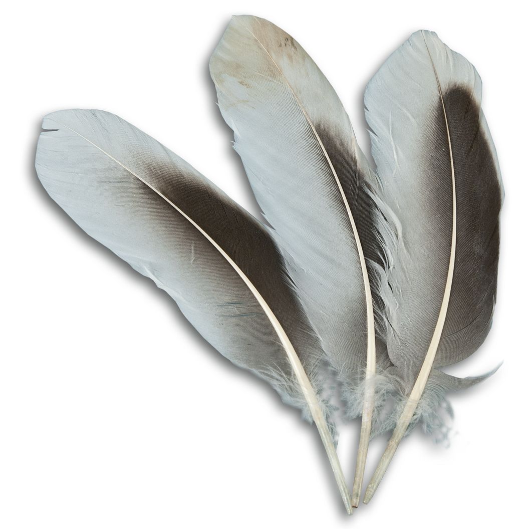 Natural Grey Goose Tail Feathers, 6-1/2" | Crazy Crow Trading Post