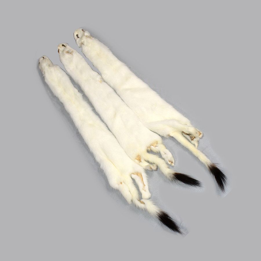 Ermine Skins 10"-14" - 1st Quality Ermine Furs with Tails