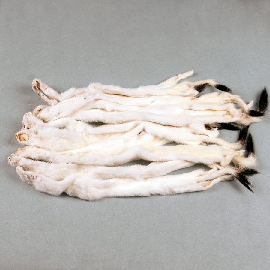 Ermine Hides 12"+ - Craft Grade with Tails