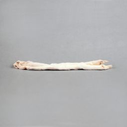 Ermine Tails - Medium (2-4") | Crazy Crow Trading Post