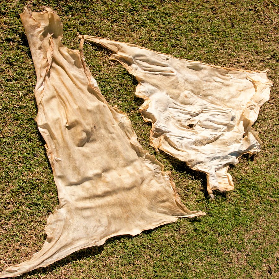 Hand Prepared Deer Rawhide - SPECIAL PURCHASE | Crazy Crow Trading Post