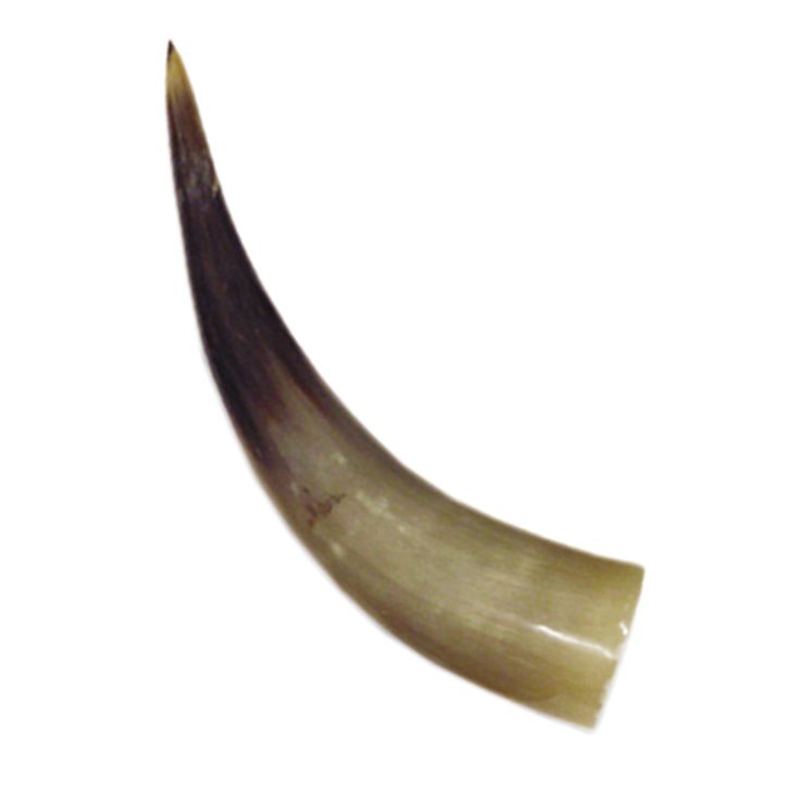 Steer Horns - Large Polished Singles, 10"-14" | Bull Horns | Crazy Crow ...