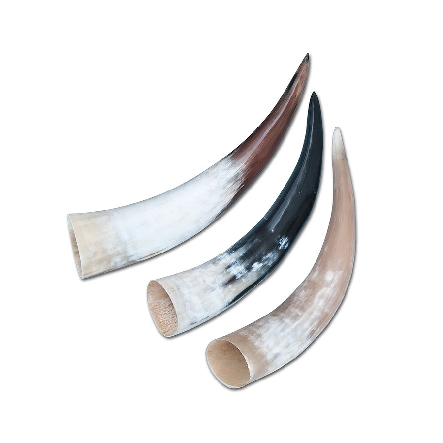 Scrimshaw Horns , 13-15" | Bull Horns | Crazy Crow Trading Post