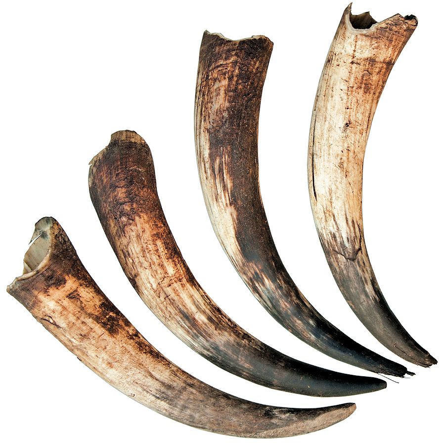 Genuine Steer Longhorns, 18" - 22" | Bull Horns | Crazy Crow Trading Post