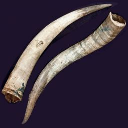 Crazy Crow Trading Post: Steer Horns