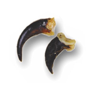Coyote Claws | Crazy Crow Trading Post