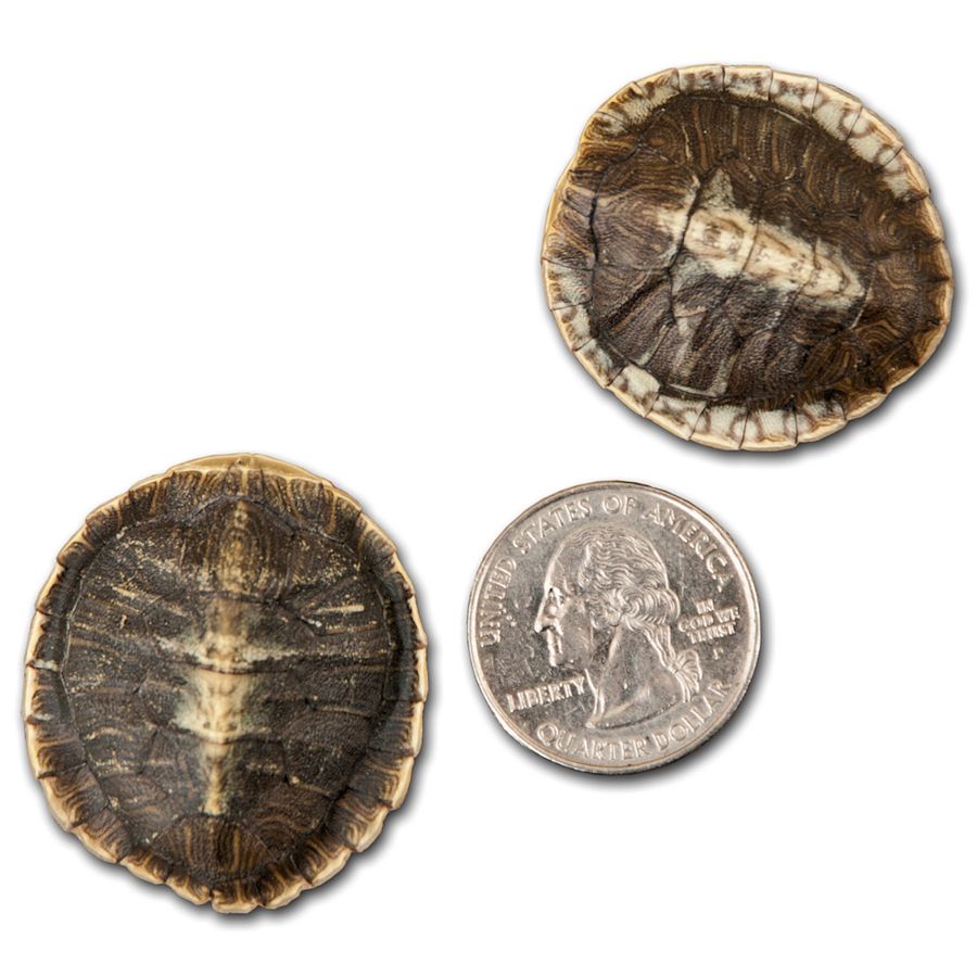 Crazy Crow Trading Post: Turtle Hatchling Shells