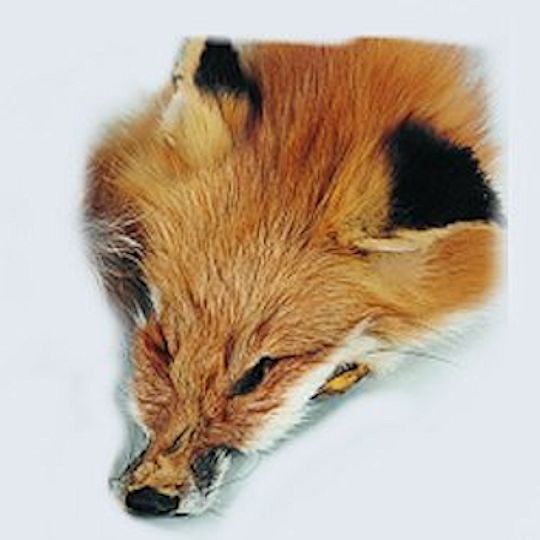 Fur Faces - Fox (Assorted) | Furs | Crazy Crow Trading Post