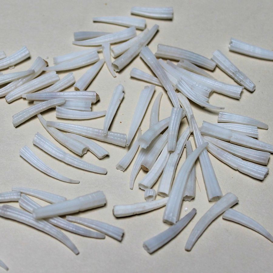 Dentalium Shells (Bulk - oz pkg) | Crazy Crow Trading Post