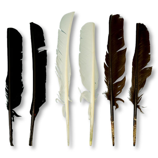 Turkey Wing Spikes Second Quality 11"-14" | Crazy Crow Trading Post