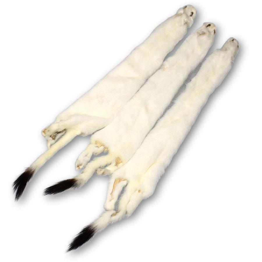 Ermine Furs 14"-18" - 1st Quality Ermine Pelts with Tails