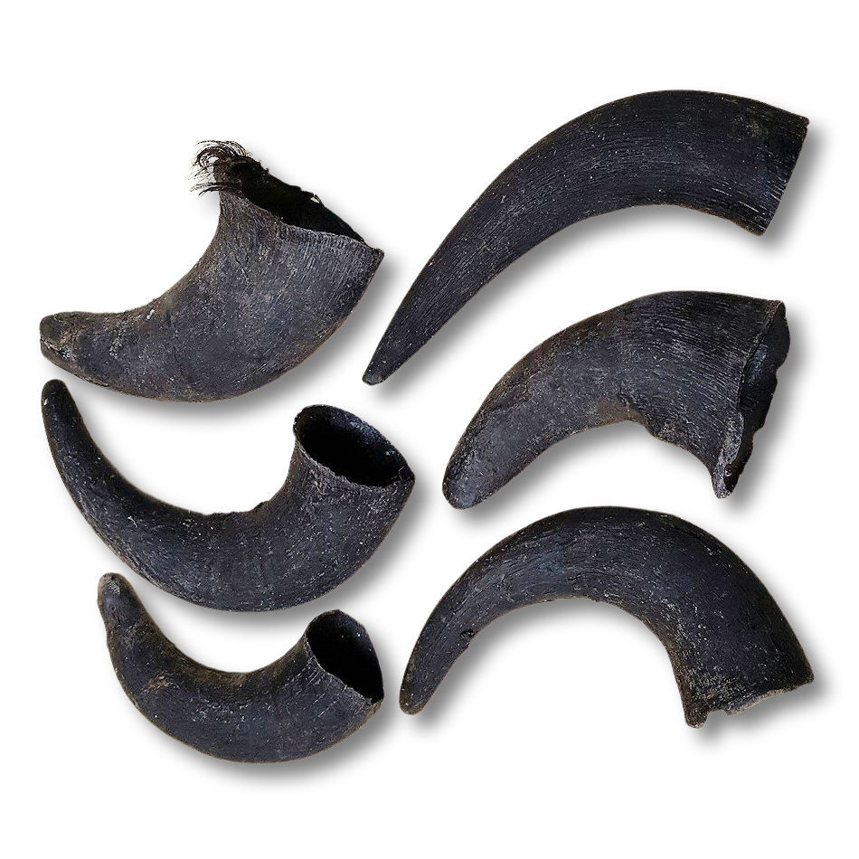 Crazy Crow Trading Post: Small Buffalo Horns, 7" - 9"