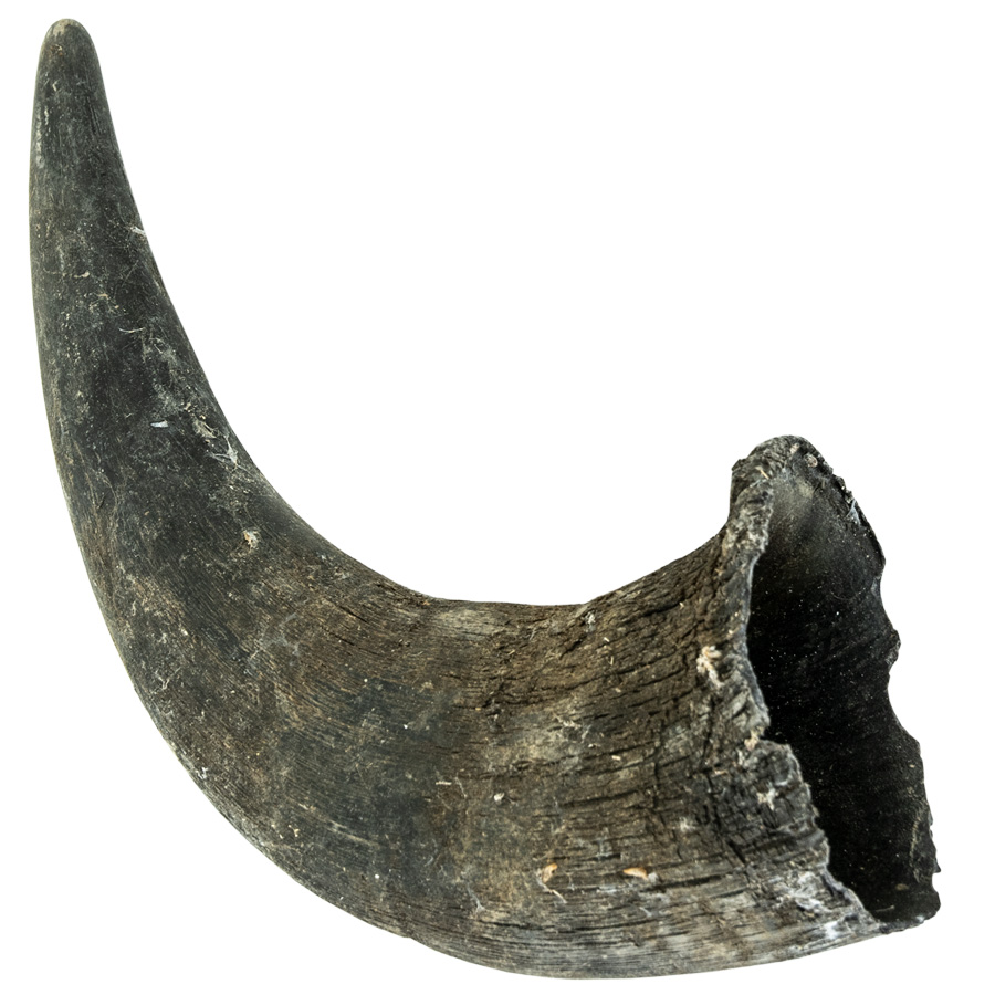 Large Buffalo Horns, 12"-15" | Crazy Crow Trading Post
