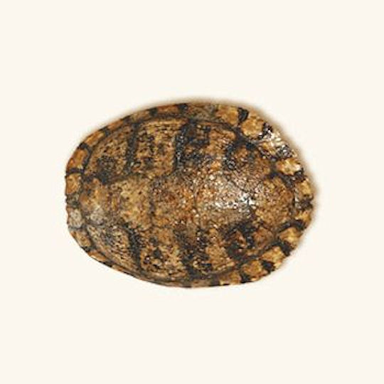 Turtle Shell - Small | Crazy Crow Trading Post