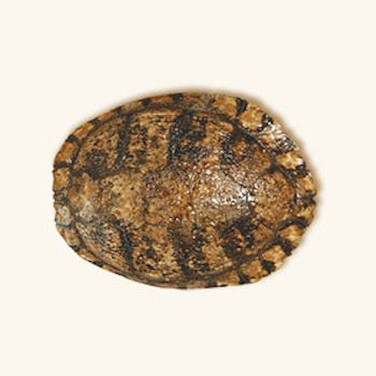 Turtle Shell - Medium | Crazy Crow Trading Post