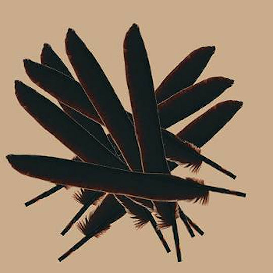 Bulk Turkey Wing Spikes (1/2 Lb) | Turkey Feathers | Crazy Crow Trading ...