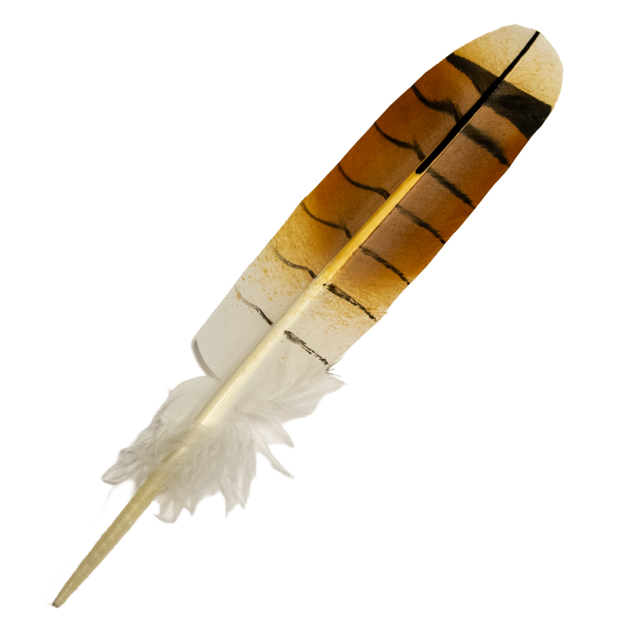 Hand Painted Red-Tail Hawk Feathers, Singles | Eagle Feathers | Crazy ...