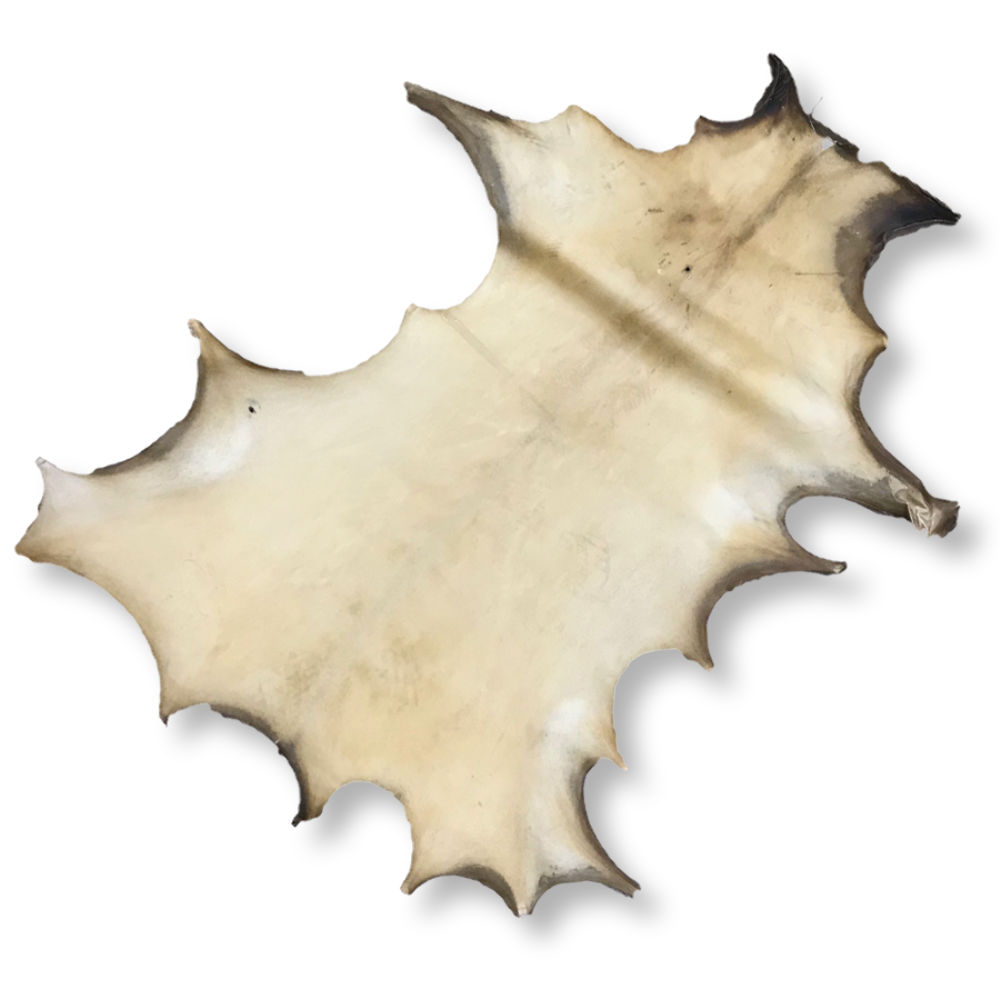 Bleached Deer Rawhide (aprox 12 sf) | Crazy Crow Trading Post