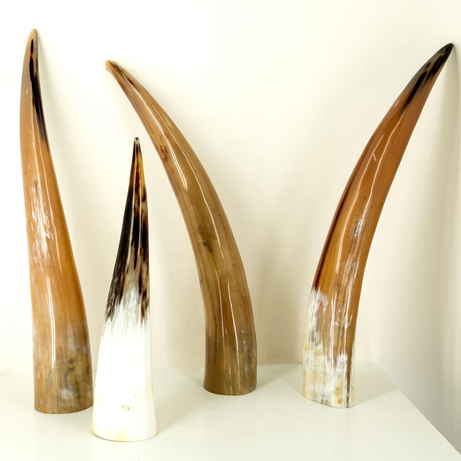 Straight Polished Cow Horns | Crazy Crow Trading Post