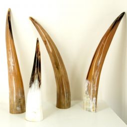 Crazy Crow Trading Post: Steer Horns
