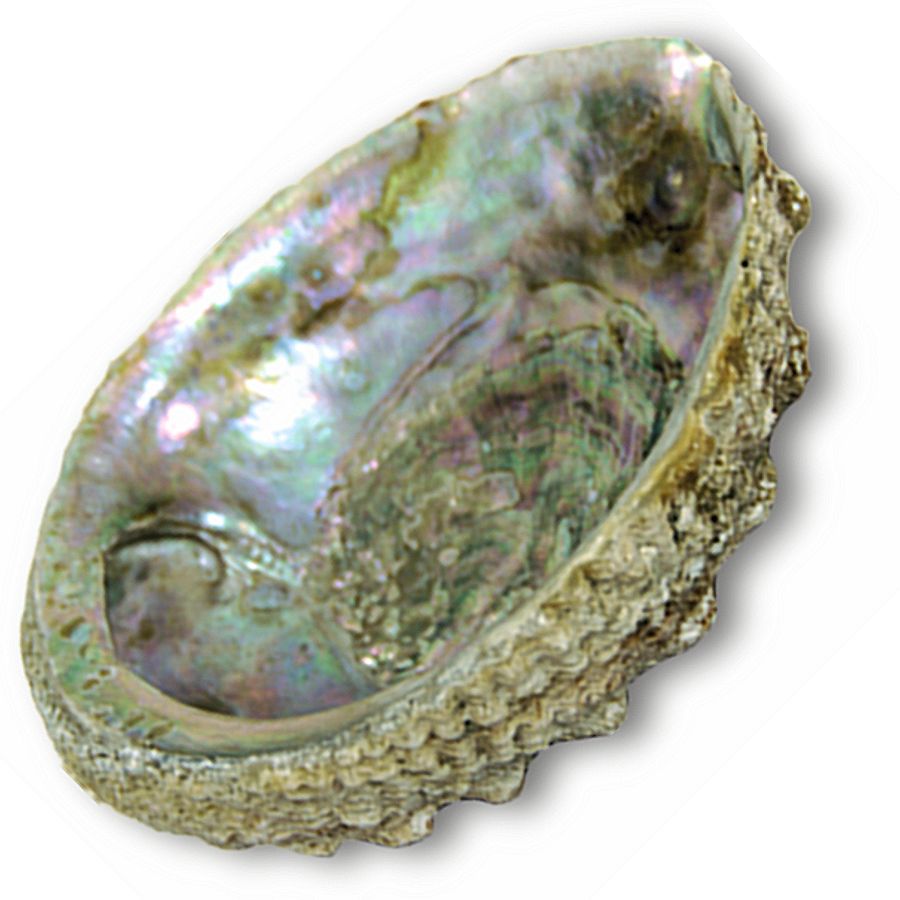 Abalone Shell, Whole | Crazy Crow Trading Post