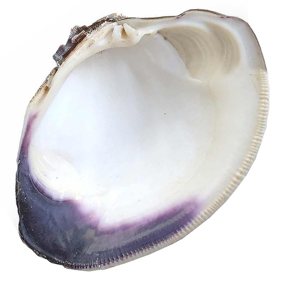 Whole Quahog Wampum Shells- Wampum Shell for Craft Projects