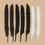 Crazy Crow Trading Post