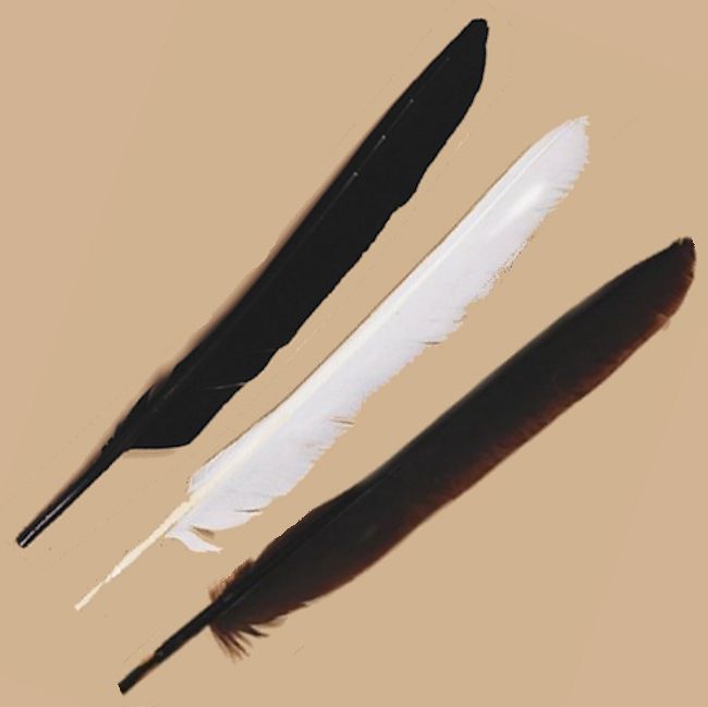 Turkey Wing Spikes Extra Select - 14"+ Long - Per Dozen | Turkey ...