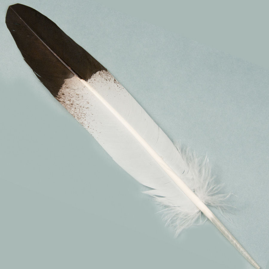 Ceremonial Feathers | Hand Painted Feathers | Imitation Golden Eagle ...