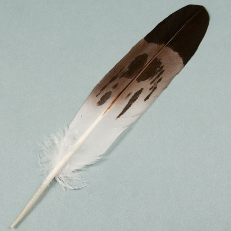 Eagle Feathers | Hand Painted Feathers - Hand Painted Semi-Mature ...