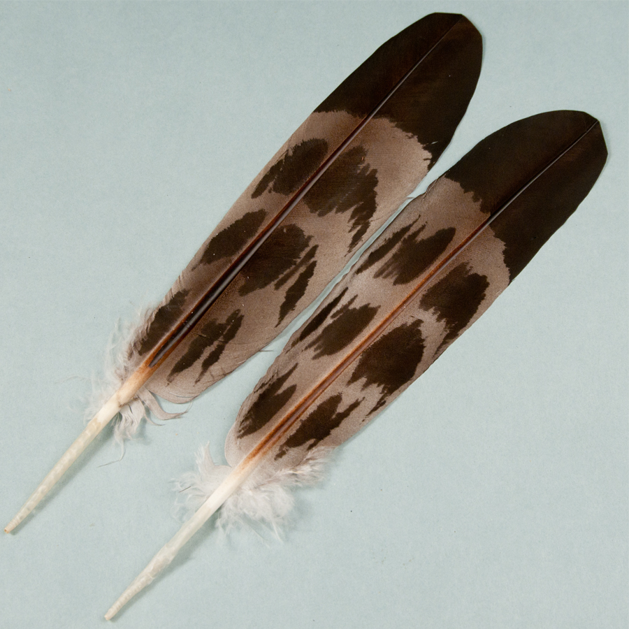 Mature Golden Eagle Matched Pair | Hand Painted Eagle Feathers | Crazy ...