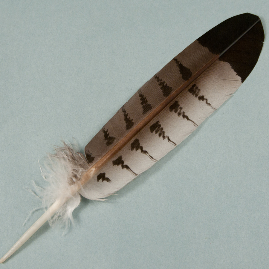 Hand Painted Hawk Tail Feathers, Singles | Eagle Feathers | Crazy Crow ...