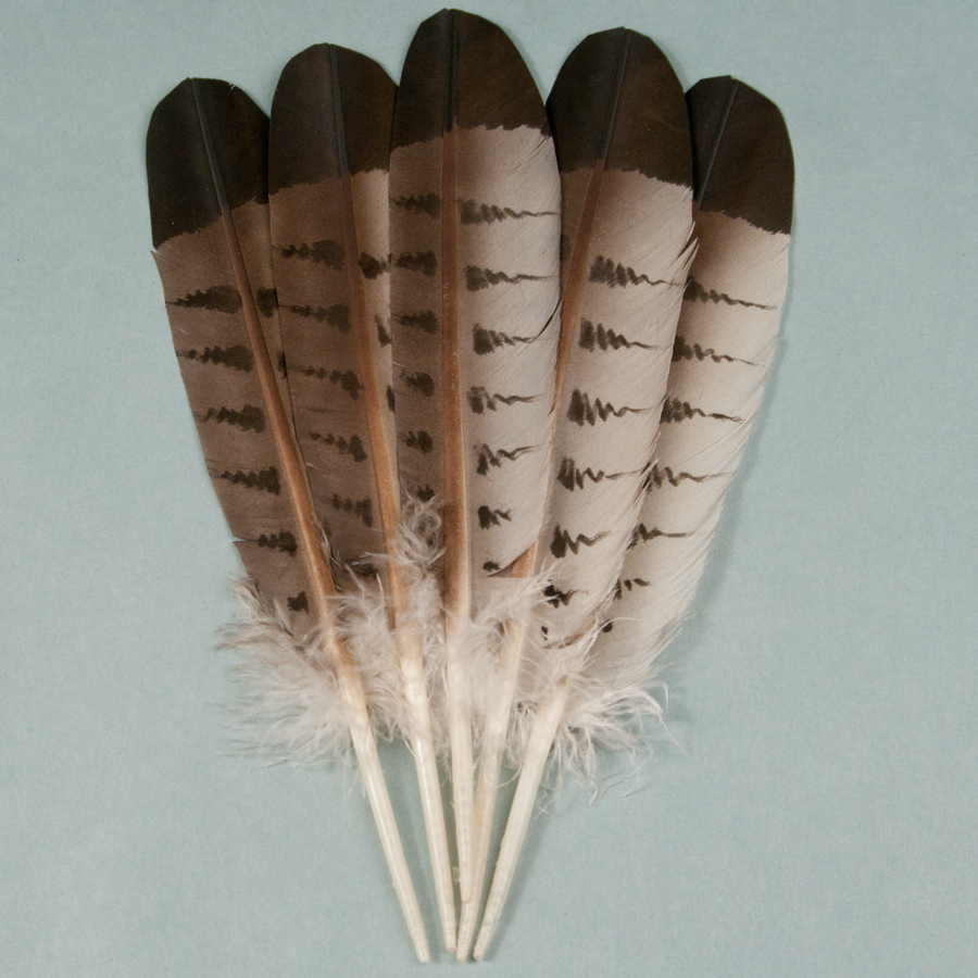 Hawk Tail Feathers 5-Feather Fan Set | Hawk Feathers | Crazy Crow ...