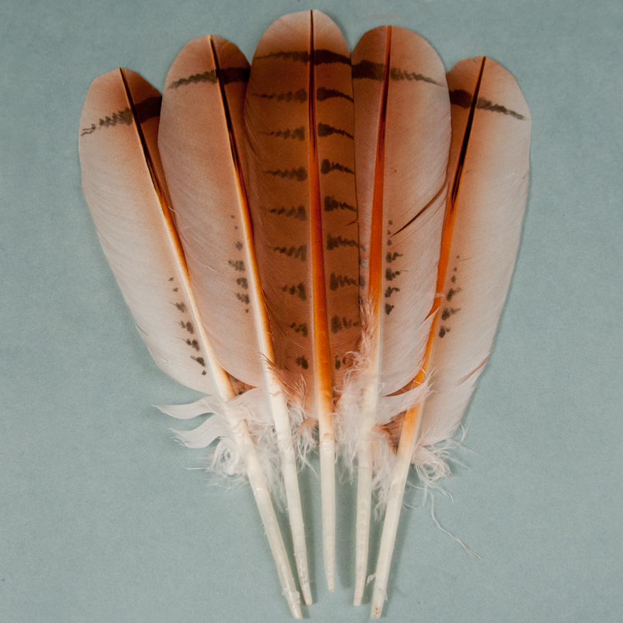 Red-Tail Hawk 5-Feather Fan Set | Crazy Crow Trading Post