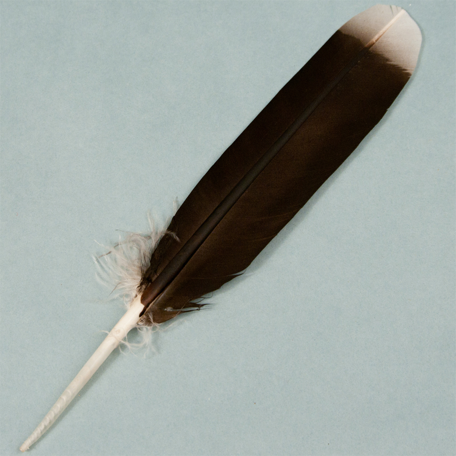 Hand Painted Harris Hawk Feathers, Singles | Crazy Crow Trading Post