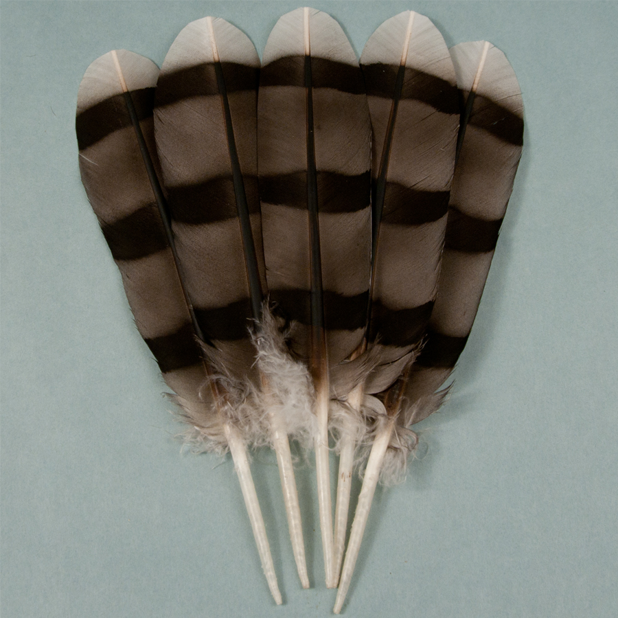 Cooper Hawk 5-Feather Fan Set | Crazy Crow Trading Post