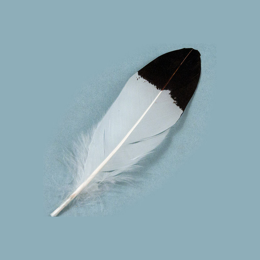 Hand Painted Golden Eagle Coverlet Feathers | Eagle Feathers | Crazy ...