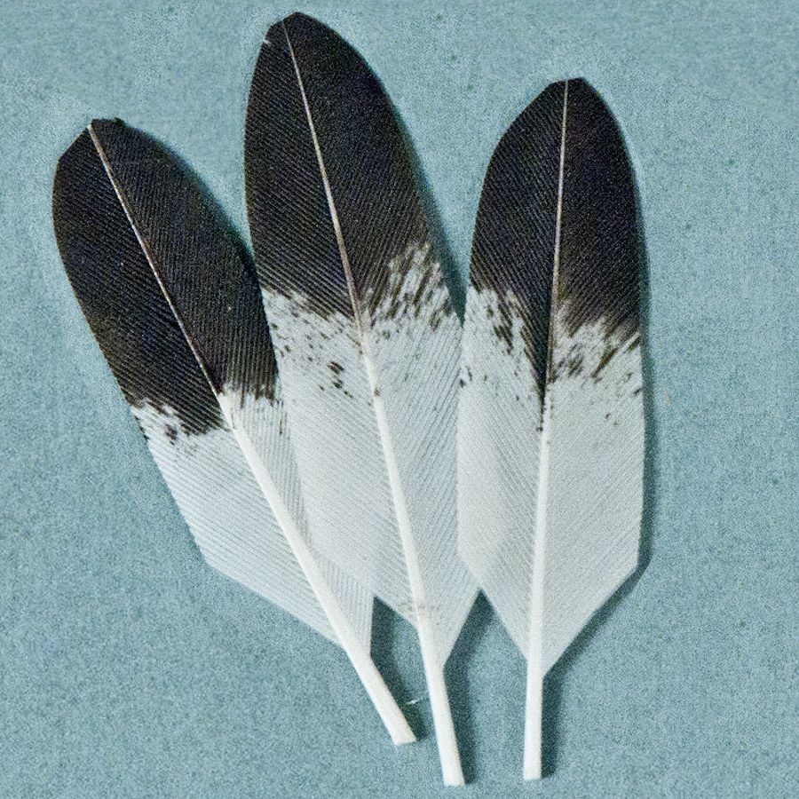 Immature Golden Eagle Mini Feathers | Crazy Crow Trading Post