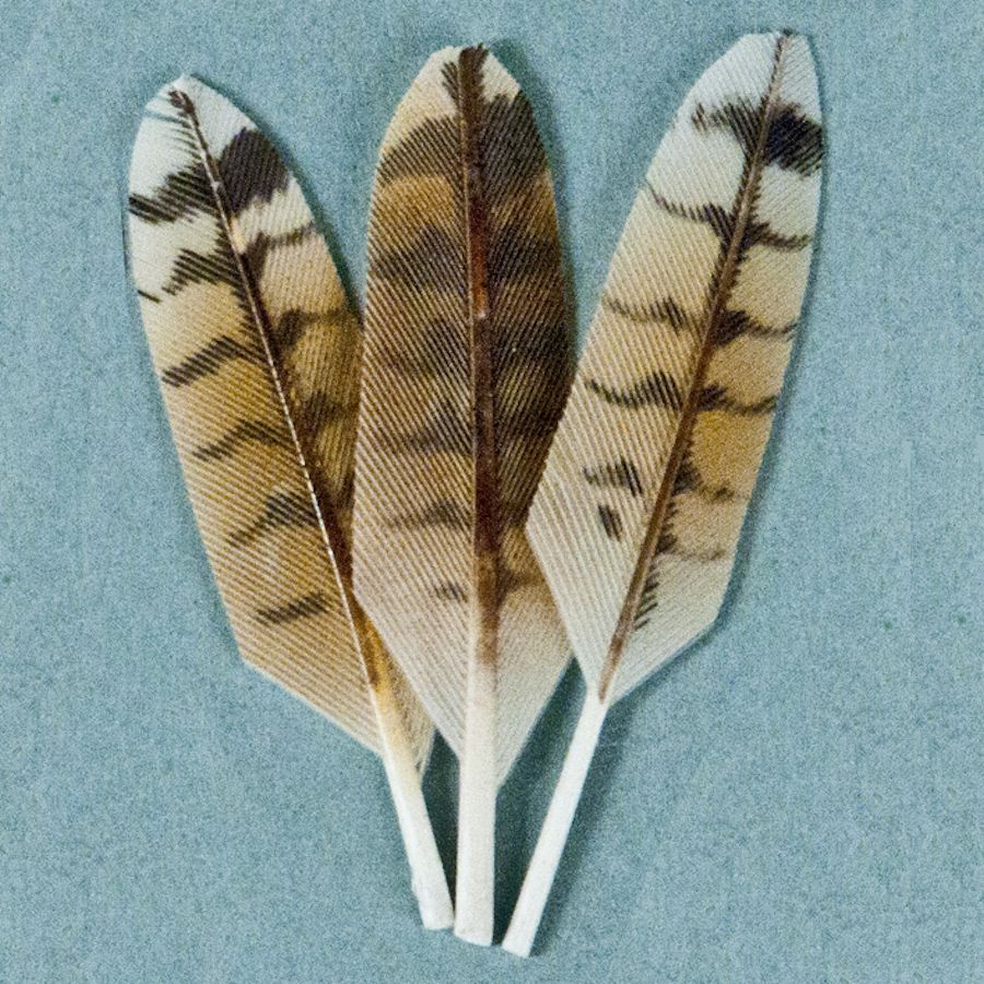 Redtail Hawk Mini Feathers | Crazy Crow Trading Post