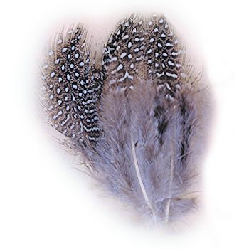 Guinea Hen Body Plumage | Crazy Crow Trading Post