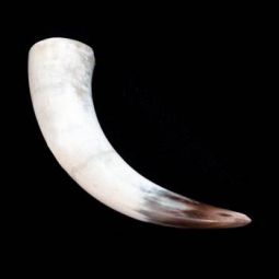 Crazy Crow Trading Post: Steer Horns