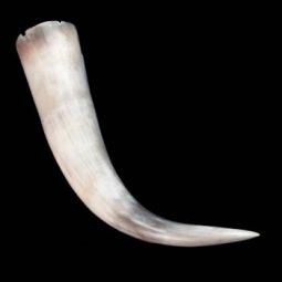 Crazy Crow Trading Post: Steer Horns