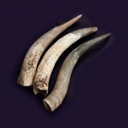 Crazy Crow Trading Post: Steer Horns