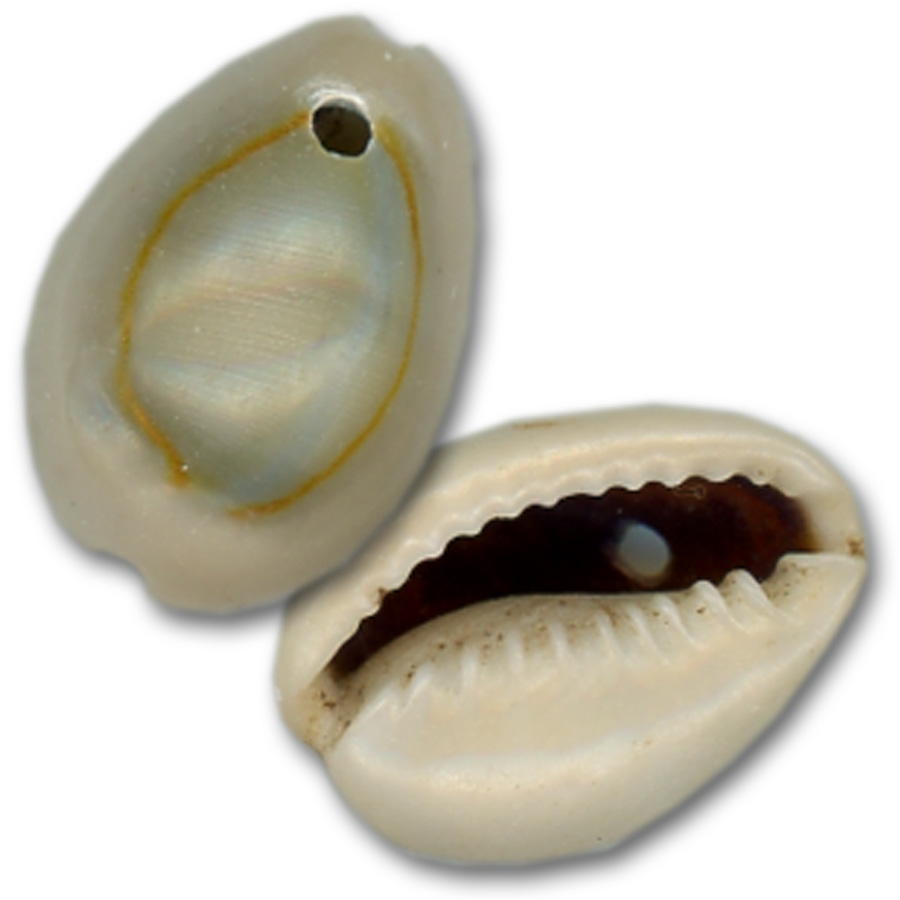 Ringtop Cowrie Shells - Drilled | Crazy Crow Trading Post