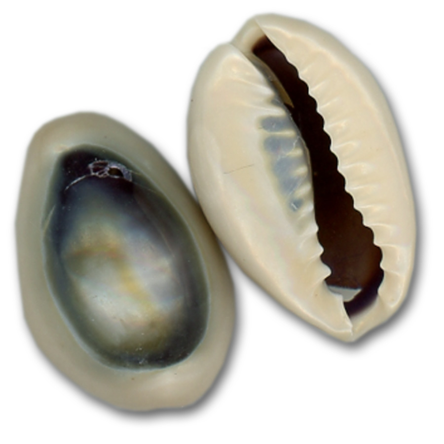Drilled Purple Top Ringtop Cowrie Shells | Drilled Cowrie Shells