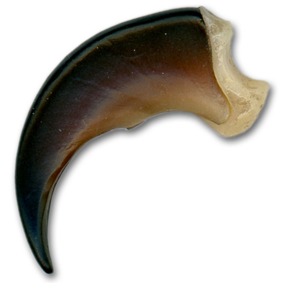 Replica Black Bear Claw- Medium 2" | Crazy Crow Trading Post