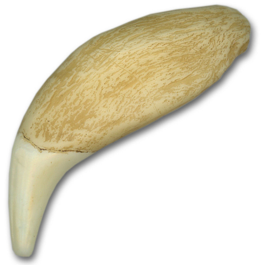 Replica Black Bear Tooth w/Root 2-3/4" | Crazy Crow Trading Post