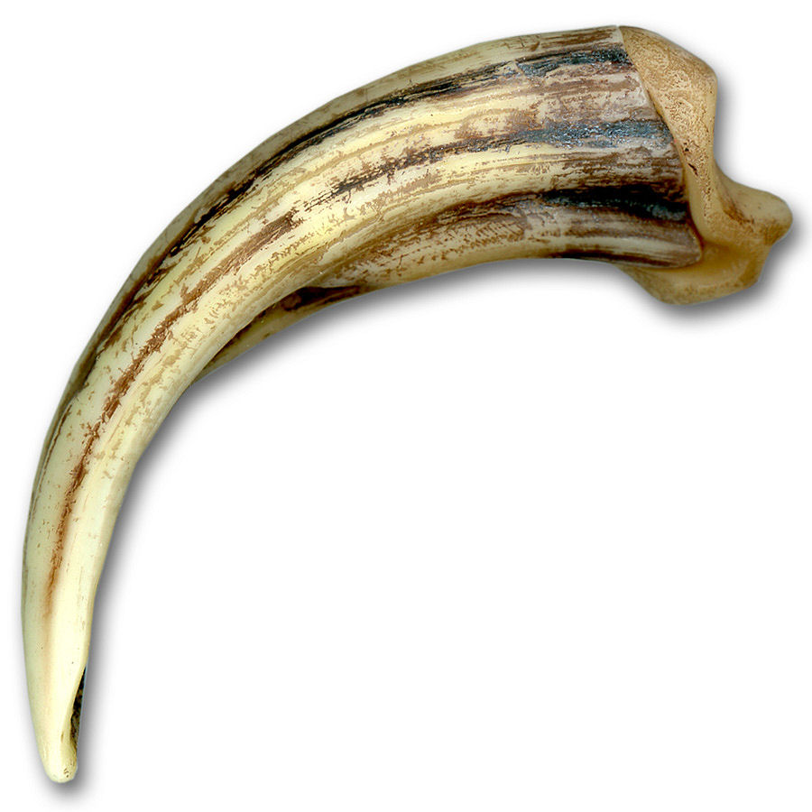 Replica Kodiak Claw- Right Curve- X-Lg 6" | Crazy Crow Trading Post